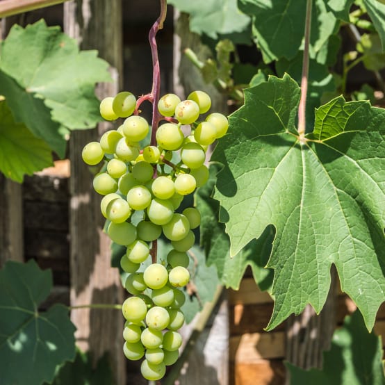 Vigne - Vitis vinifera Himrod Pot de 1,5L/2L - Gamm vert