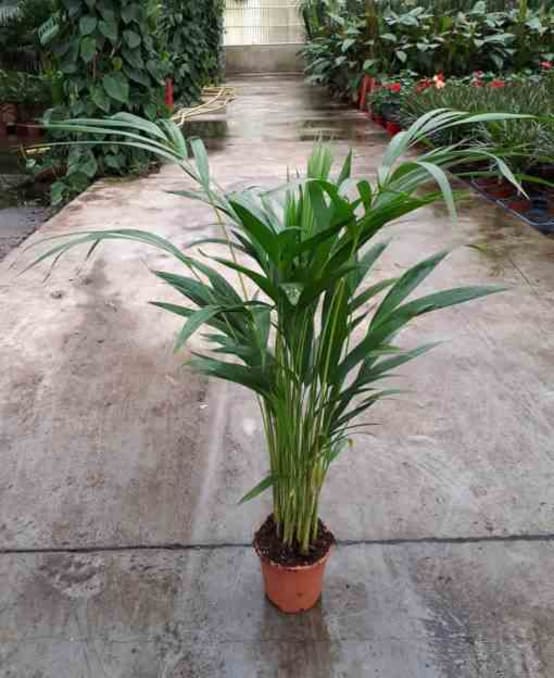 Dypsis lutescens (Multipliant Palmier) SPÉCIMEN Taille:Pot de 45L - 200 ...
