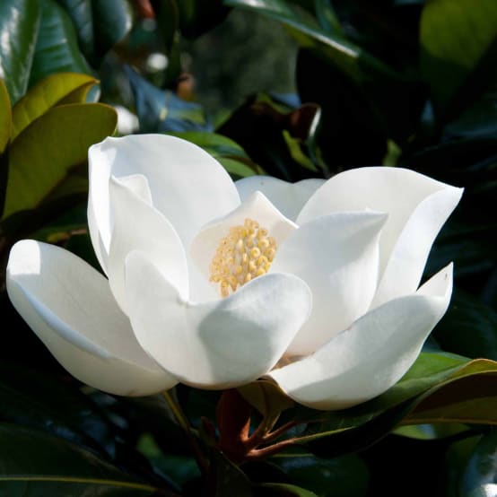 Magnolia persistant D.d. blanchard - Magnolias grandiflora Pot de 4L/5L ...