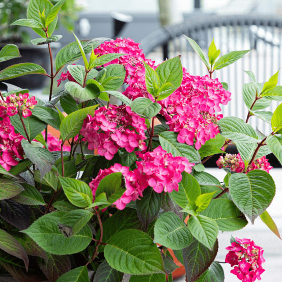 Hortensia - Set de 2 - Hydrangea 'Magic Sunset' - Hauteur 25-40cm ...