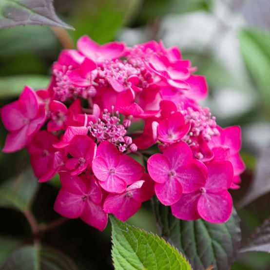 Hortensia - Set de 2 - Hydrangea 'Magic Sunset' - Hauteur 25-40cm ...