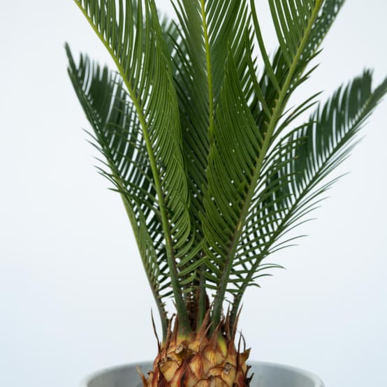 Sagou du Japon - Set de 4 - Cycas revoluta - Hauteur 45-60cm - ⌀15cm ...