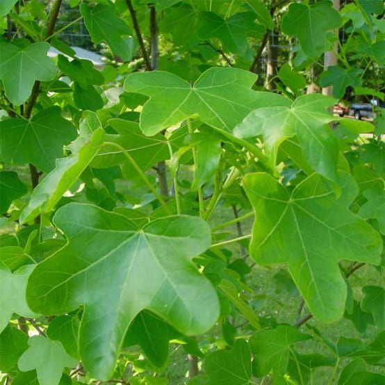 Liquidambar styraciflua Rotundiloba - Copalme d'Amérique Pot de 4L/5L - Gamm vert