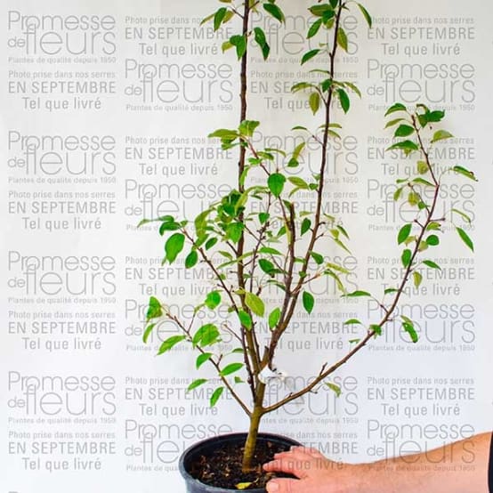 Pommier d'ornement - Malus Perpetu Evereste Pot de 3L/4L - Gamm vert