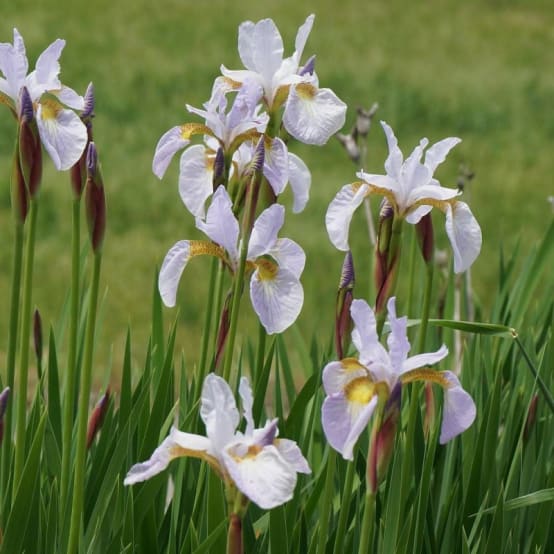Iris de Sibérie Dance Ballerina Dance à fleurs Blanche - feuillage ...