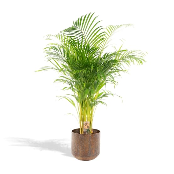 Palmier Areca XL et son cache h130cm 130cm - Plante d'intérieur- La ...