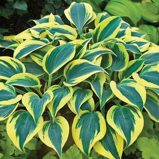 Hosta Autumn Frost Pot de 1,5L/2L - Gamm vert
