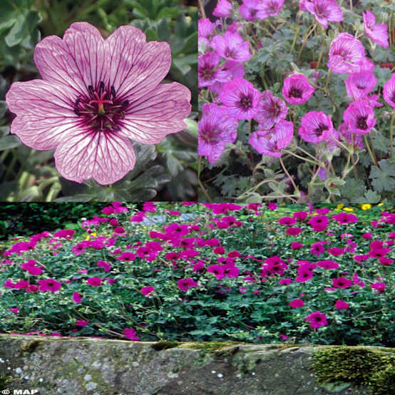 Collection Géraniums de rocaille - Collection de 6 plantes - Gamm vert