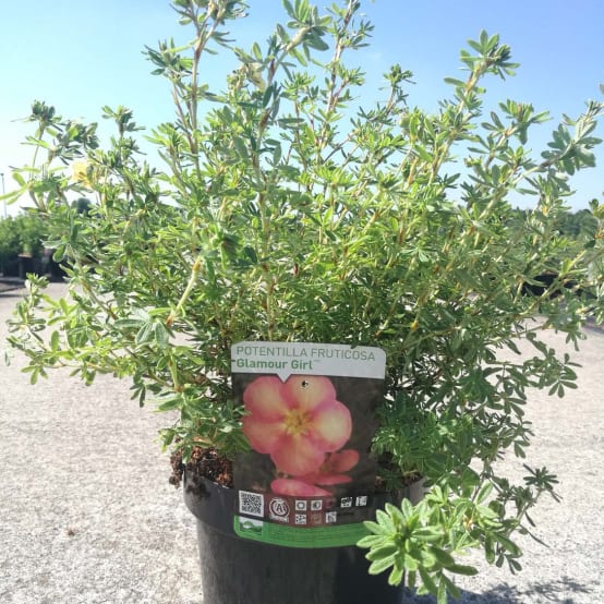 Potentilla fructicosa Glamour Girl - Potentille arbustive Pot de 2L/3L - Gamm vert