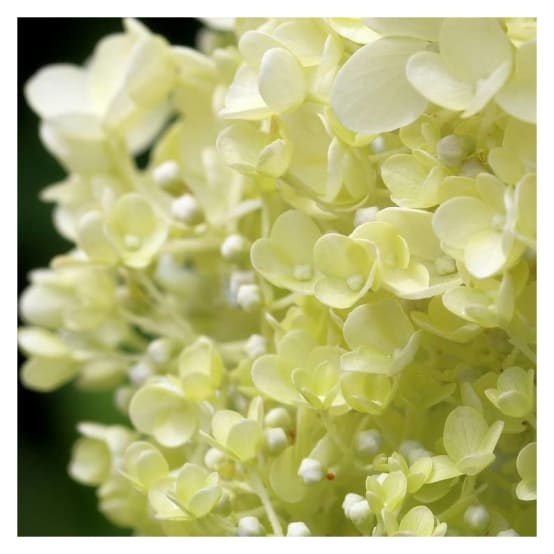 hydrangea paniculata unique hauteur