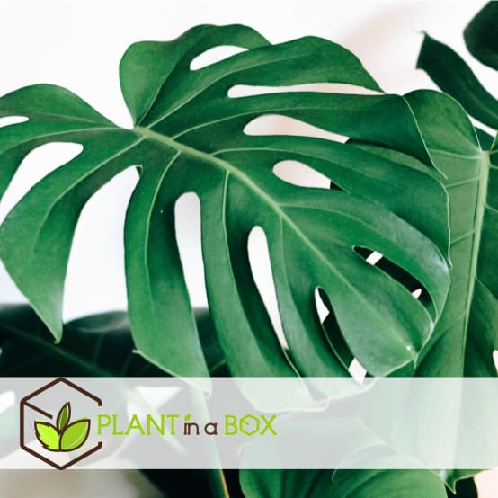 Monstera Deliciosa - Pokon - Plante d'intérieur XL - Pot 21cm - Hauteur 70-80cm - Plant in a Box ...