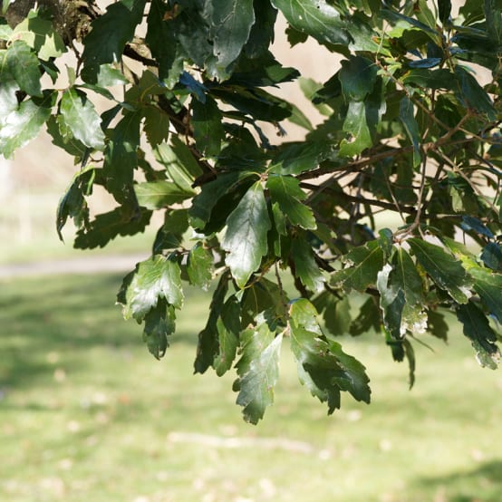 quercus turneri