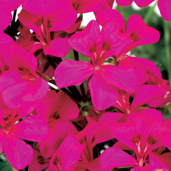 Géranium lierre Rainbow Neon Purple - Pelargonium peltatum - godet de 8 ...