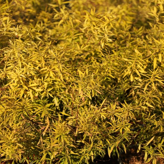 Spiraea thunbergii Ogon - Spirée de Thunberg Pot de 3L/4L - Gamm vert