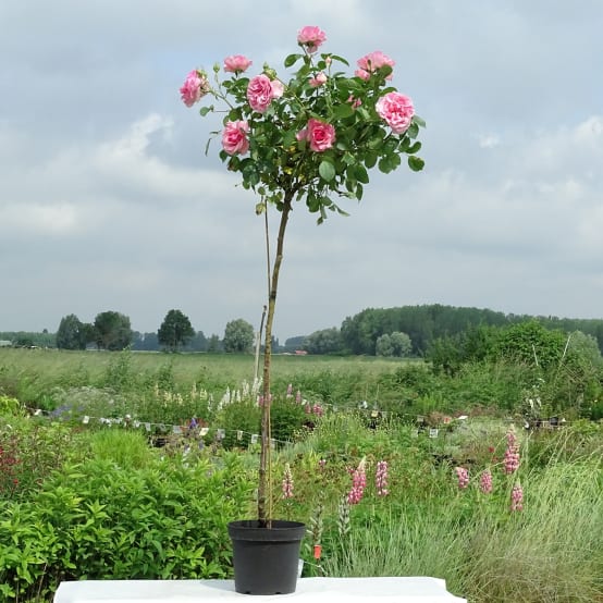 Rosier tige Côté jardin Pot de 7,5L/10L, Tige, Tige de 90/120 - Gamm vert