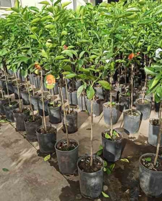 Citrus sinensis (oranger) Couleur floraison:Blanc - Taille:Pot 180L - 200/250cm - Péri 50/60 ...