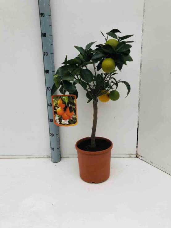 Citrus sinensis (oranger) Couleur floraison:Blanc - Taille:Pot 180L - 200/250cm - Péri 50/60 ...