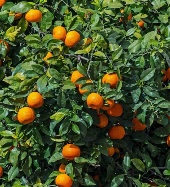 Citrus sinensis (oranger) Couleur floraison:Blanc - Taille:Pot 180L - 200/250cm - Péri 50/60 ...