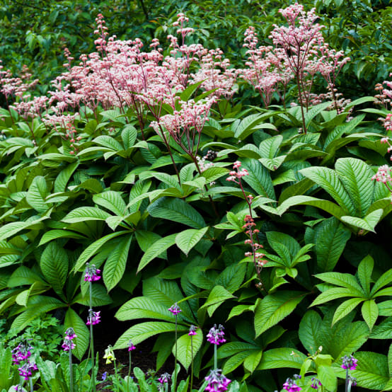 Rodgersia aesculifolia Godet de 8/9 cm - Gamm vert