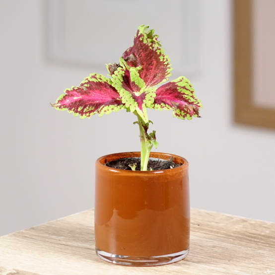 Coleus Le Freak Mini-plante - Gamm vert