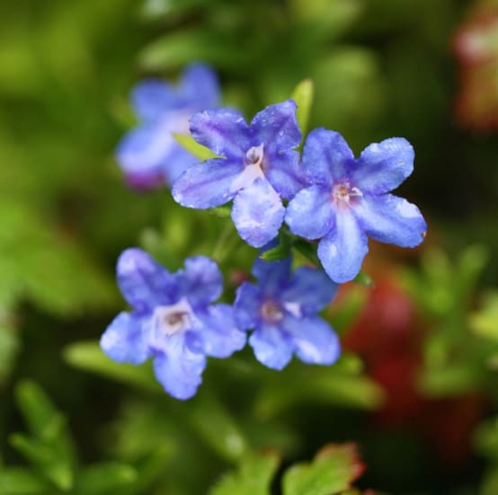 Lithodora diffusa Heavenly Blue - Grémil diffus Mini-motte Ø 3/4 cm ...