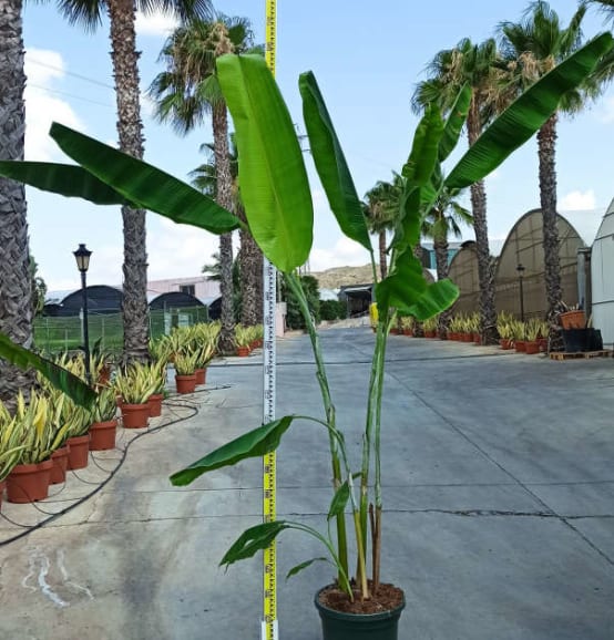 Bananier Musa yunnanensis ou Musa sp Yunnan - Gamm vert