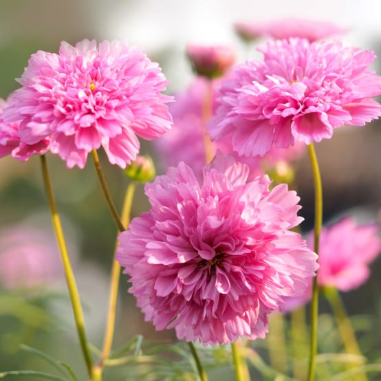 Graines de Cosmos Double Click Rose Bonbon - Cosmos bipinnatus le ...