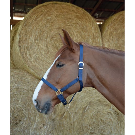 Licol double épaisseur marine pour cheval - Gamm vert