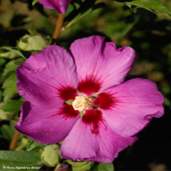 HIbiscus Russian Violet (II) - Althea rose violacé Pot de 3L/4L - Gamm vert