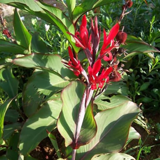 Canna edulis - Canna comestible, Balisier rouge en pot de 3L - Gamm vert