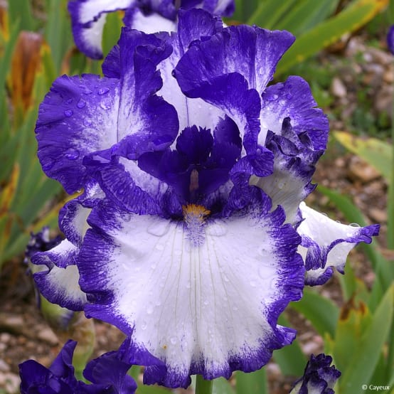Iris germanica On The Move - Iris des Jardins Rhizome, Calibre 10/15 ...
