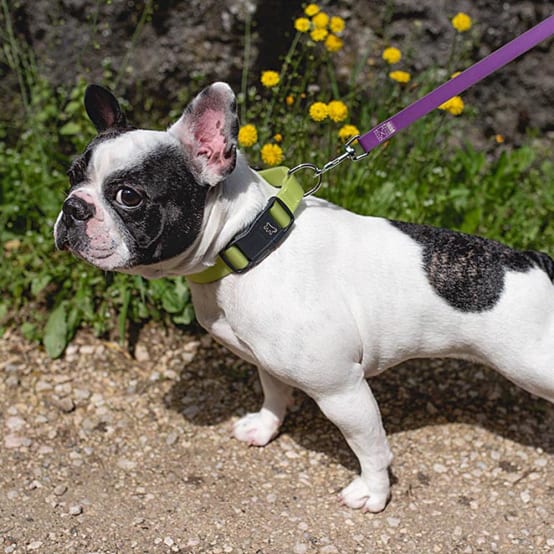 Collier Réfléchissant pour Chiens CLUB REFLEX C25/70 en Nylon avec Boucle Magnétique, idéal pour ...