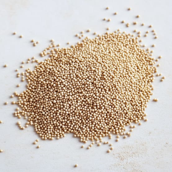 1000 Graines d'Amarante - SemiSauvage Permaculture - Gamm vert