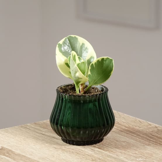 Peperomia obtusifolia USA Mini-plante - Gamm vert