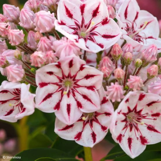 Kalmia latifolia Windmill - Laurier des montagnes Pot de 3L/4L - Gamm vert