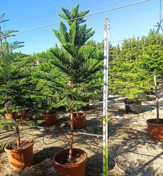 Araucaria heterophylla (syn. A. excelsa) (Pin de Norfolk, Araucaria de ...