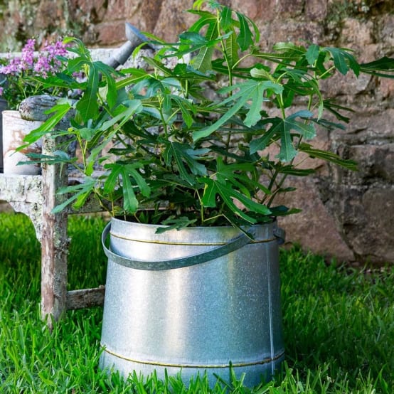 Figuier nain Figality - Ficus carica Pot de 7,5L/10L, Buisson - Gamm vert