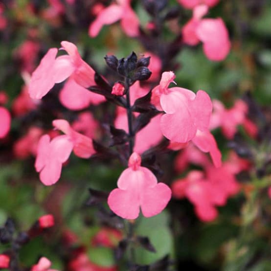 Sauge arbustive - Salvia greggii Mirage Salmon - minimotte (par 3 ...