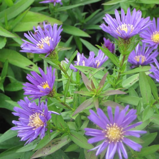 Aster dumosus Samoa - Aster nain d'automne Godet de 8/9 cm - Gamm vert
