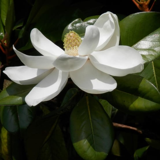 Magnolia grandiflora Treyve Pot de 4L/5L, Baliveau - Gamm vert