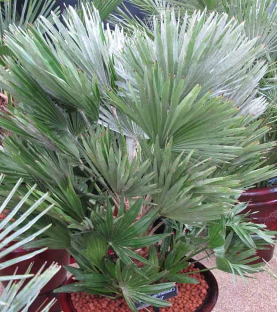 Chamaerops humilis var. volcano (Palmier doum vulcano) SPÉCIMEN Couleur ...