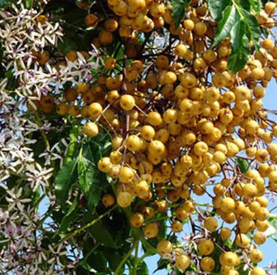 Melia azedarach ADULTE (margousier, faux Neem) Couleur floraison:rose ...