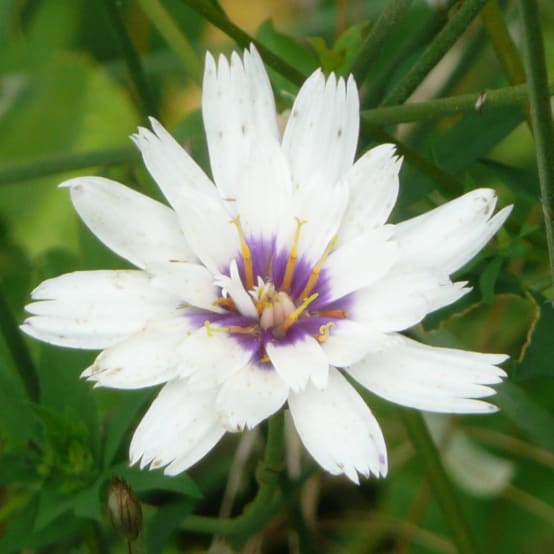 Catananche caerulea Alba - Cupidone blanche Godet de 8/9 cm - Gamm vert