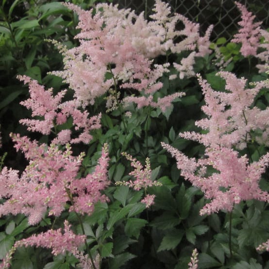 Astilbe japonica Peach Blossom - Racines nues - Gamm vert