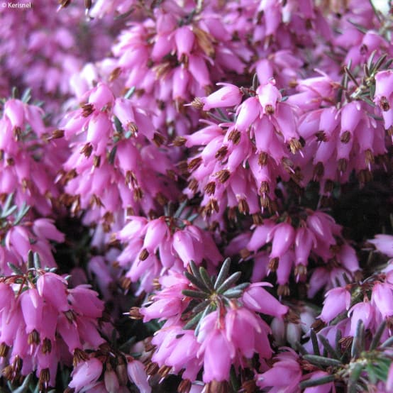 Bruyère des neiges - Erica carnea Rosalie Pot de 2L/3L - Gamm vert