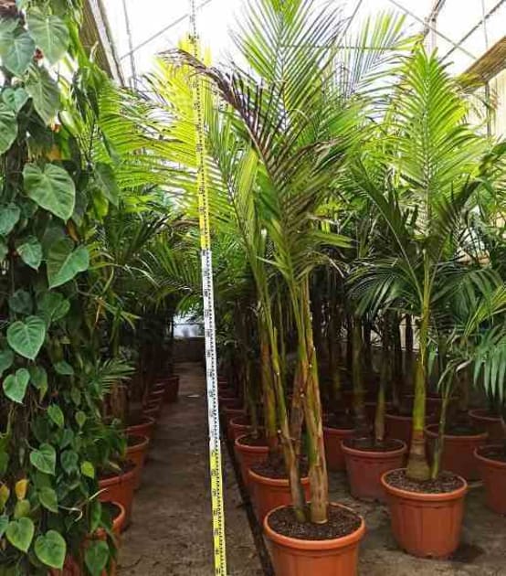 Archontophoenix alexandrae (Palmier royal) Couleur floraison:Rose ...