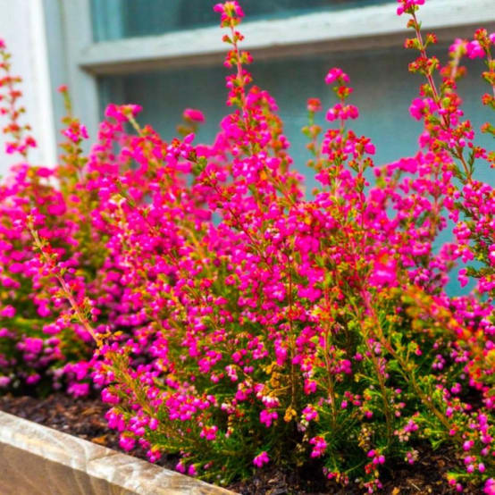 Groseillier à fleurs (Ribes sanguineum) - Godet - Taille 13/25cm ...