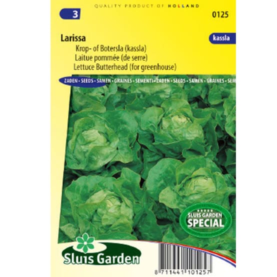 Laitue pommée Kassla John - Lactuca sativa le sachet de 165 graines ...