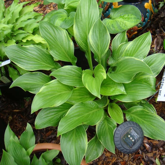 Hosta Fragrant Fire Godet de 8/9 cm - Gamm vert