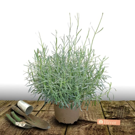 Lavande Dutch Lavander, Lavandin à fleurs Bleue - feuillage Persistant ...